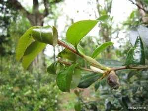 Afídeos (Piolhos ou Pulgões), como identificar e combater – Portal do ...