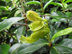 Afídeos (Piolhos ou Pulgões), como identificar e combater – Portal do ...